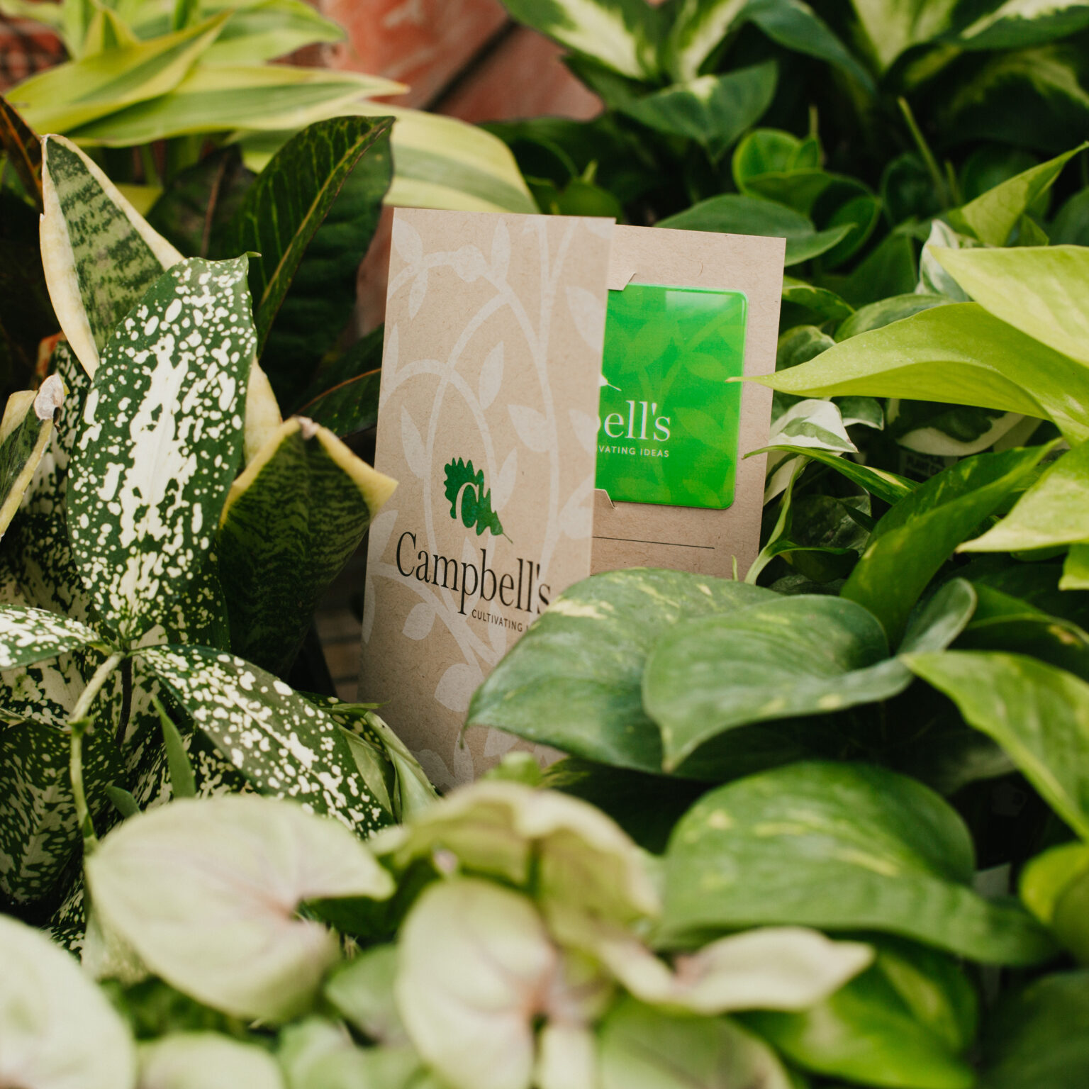 Gift Card Campbell s Nursery