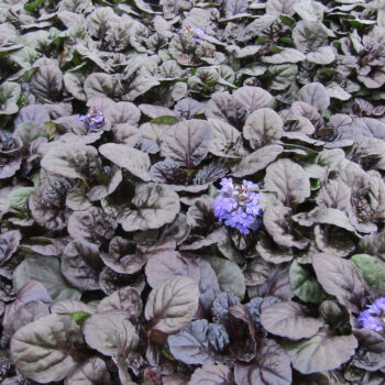 Ajuga, Black Scallop - Campbell's Nursery