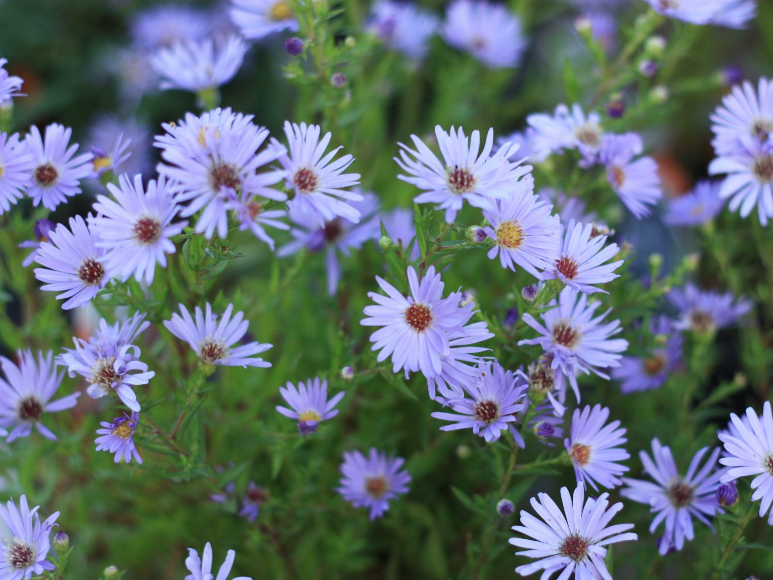 Aster, Wood's Blue - Campbell's Nursery