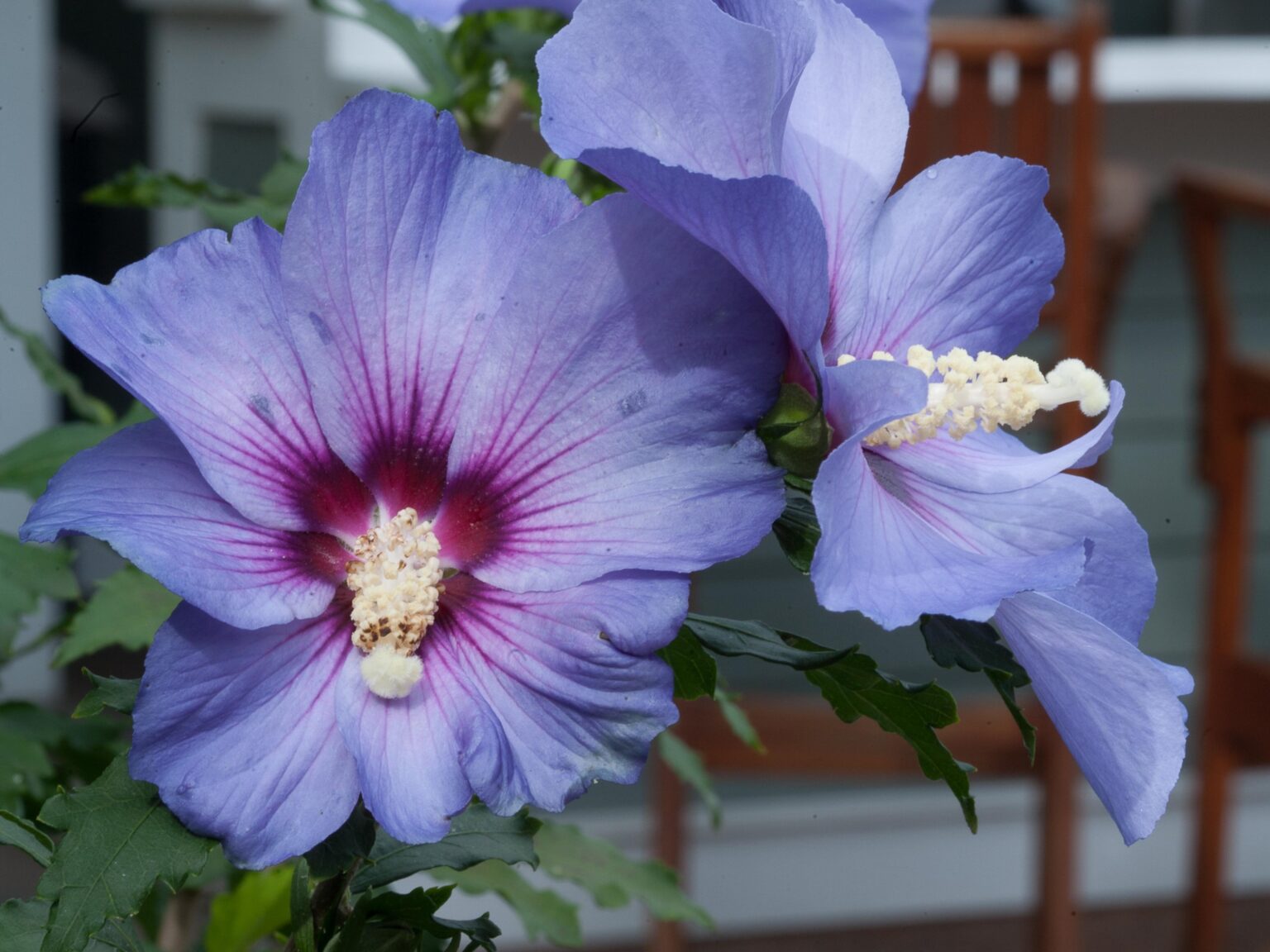 Althea, Blue Satin - Campbell's Nursery