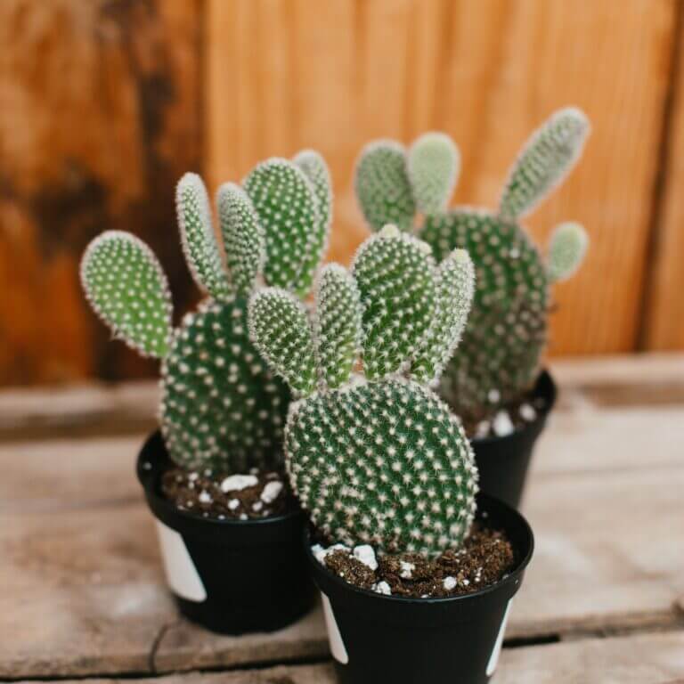 Cactus, Bunny Ears - Campbells Nursery