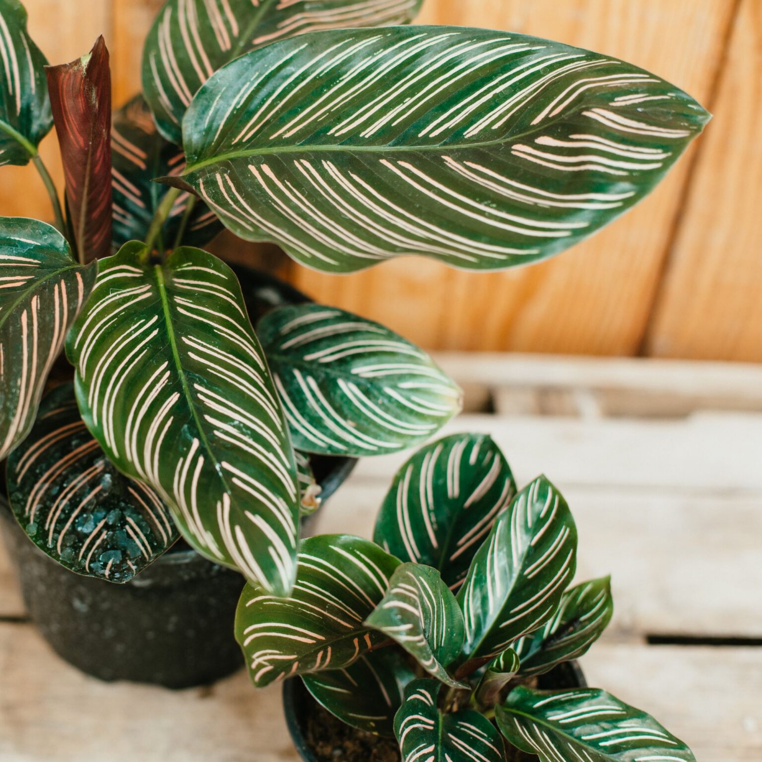 Calathea, Pinstripe - Campbell's Nursery