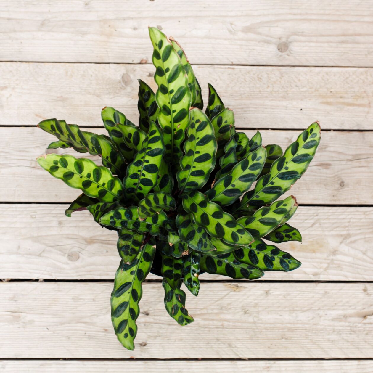 Calathea, Rattlesnake - Campbell's Nursery