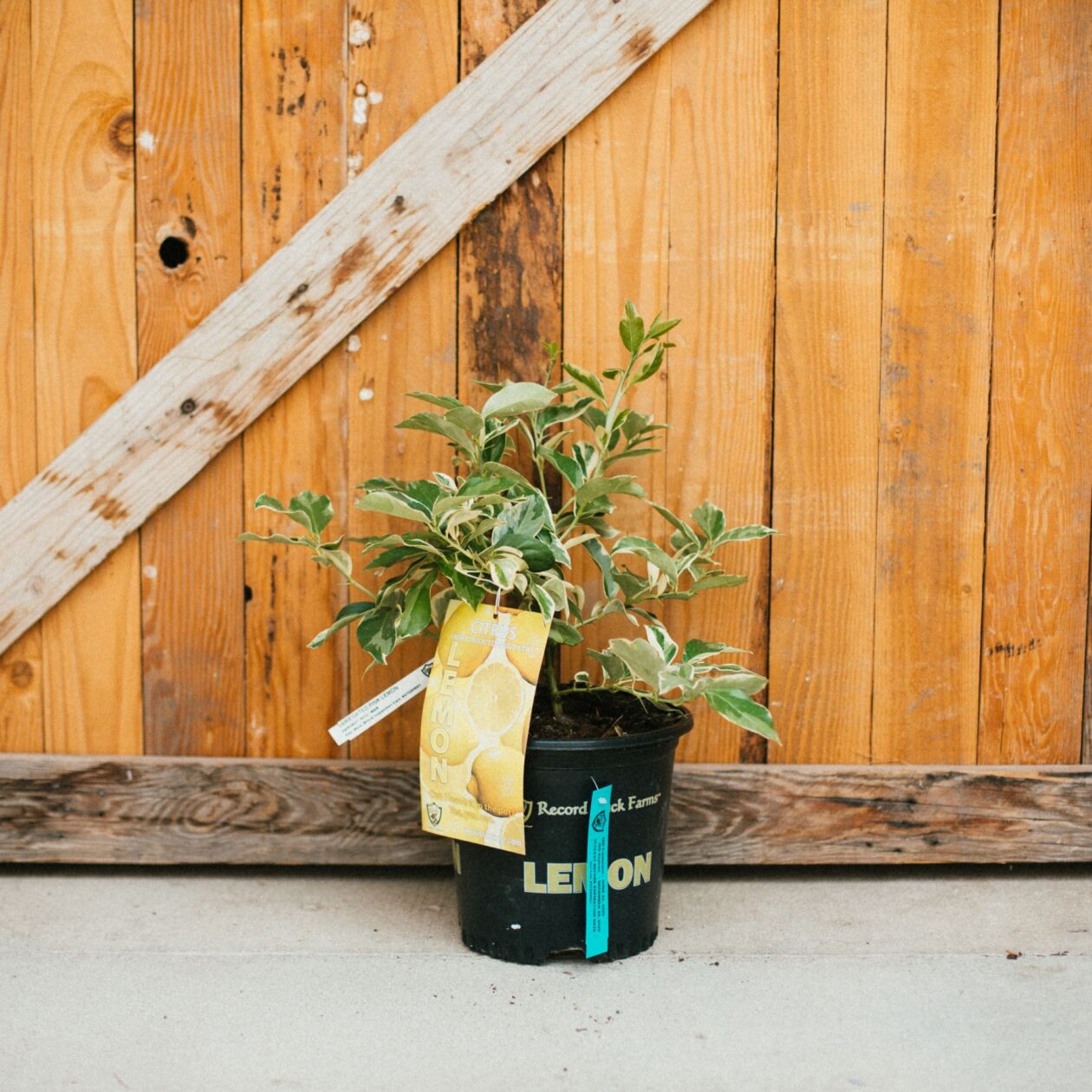 Citrus, Variegated Pink Lemon - Campbell's Nursery