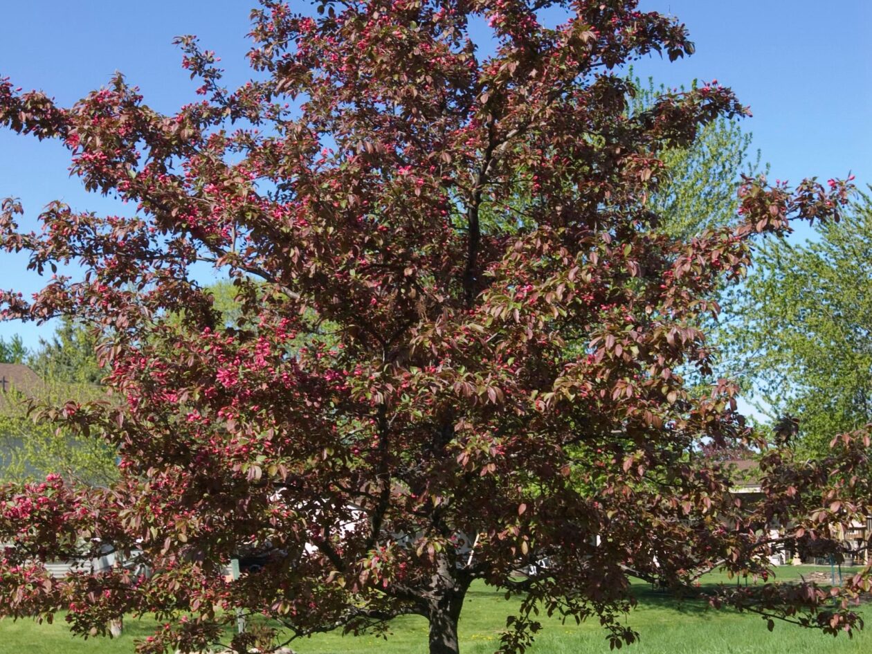 Crabapple, Profusion - Campbell's Nursery