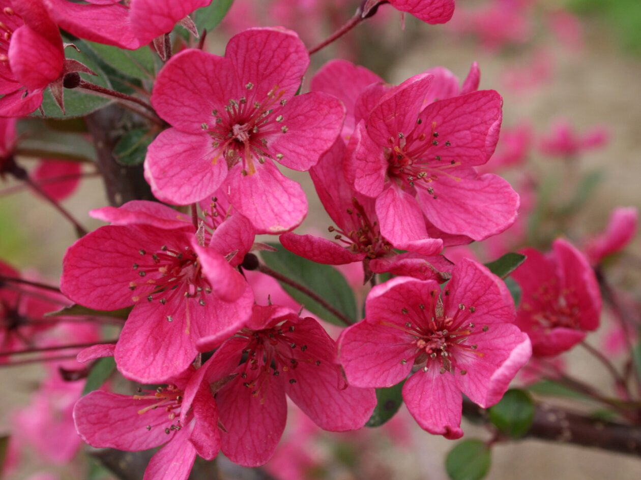 Crabapple, Purple Prince - Campbell's Nursery