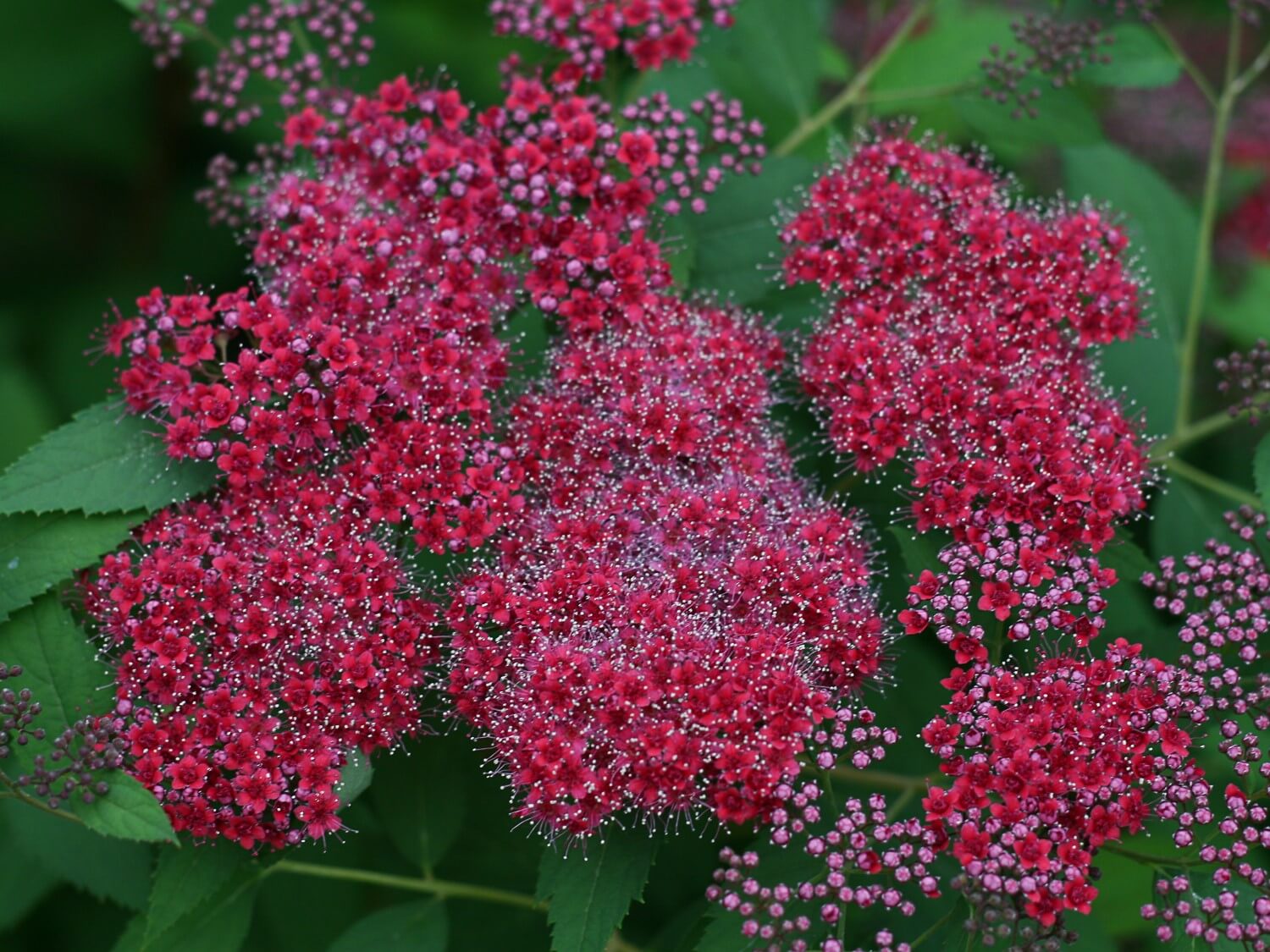 Spirea, Double Play Red - Campbell's Nursery