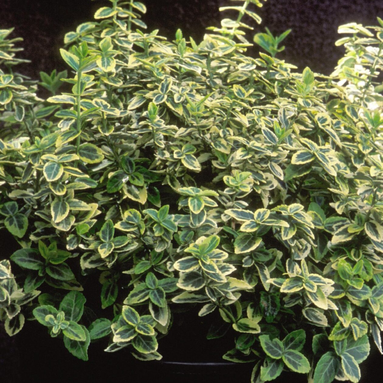 Euonymus, Emerald Gaiety - Campbell's Nursery
