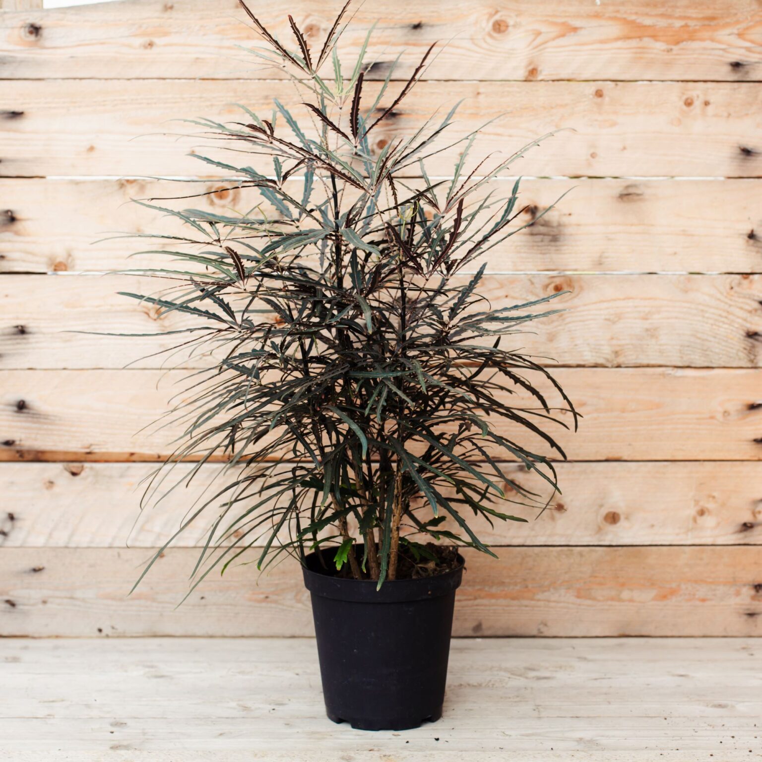 False Aralia - Campbell's Nursery