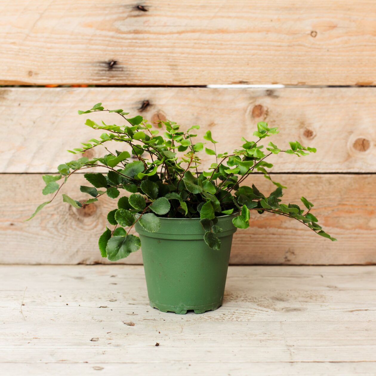 Fern, Button - Campbell's Nursery