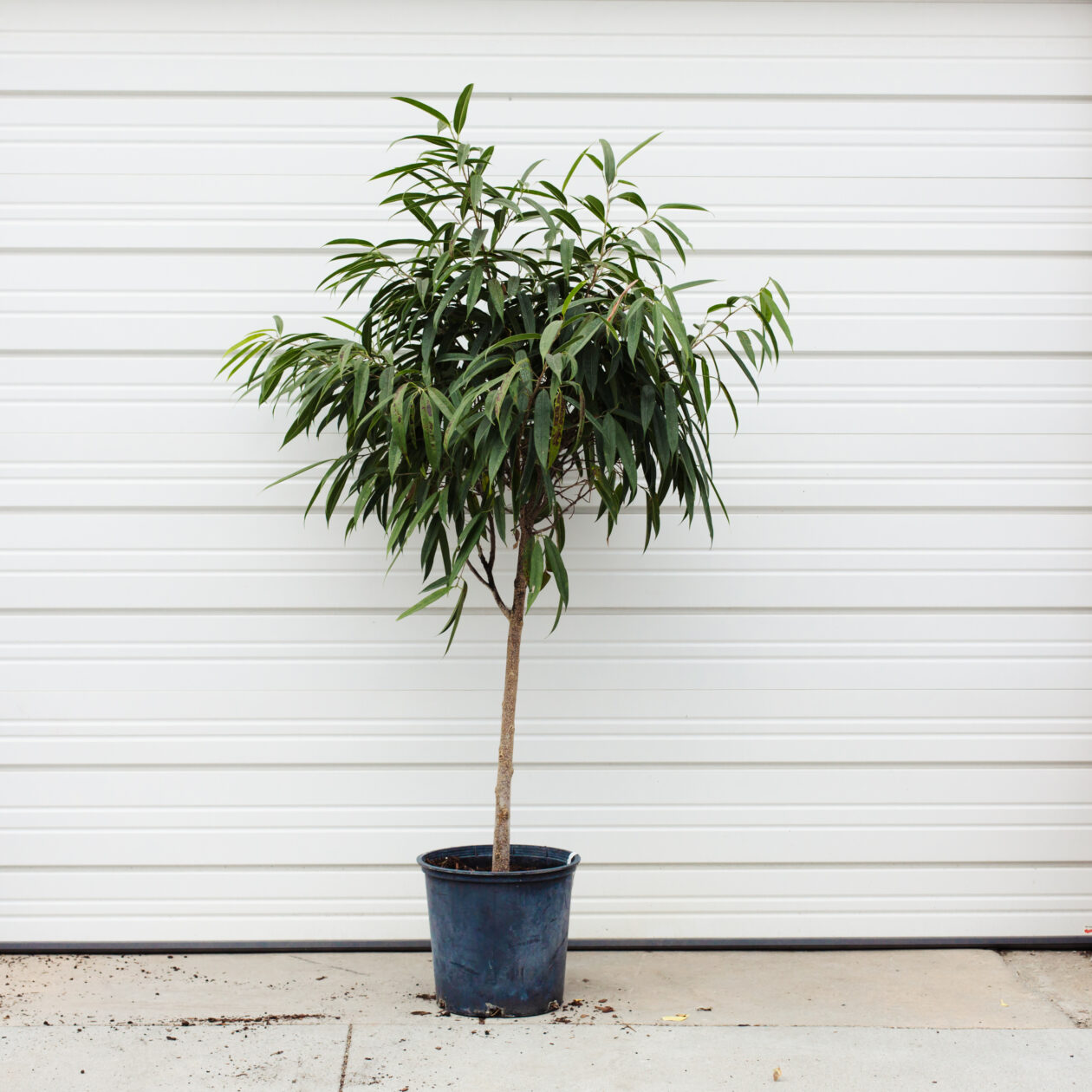 Ficus, Alii - Campbell's Nursery