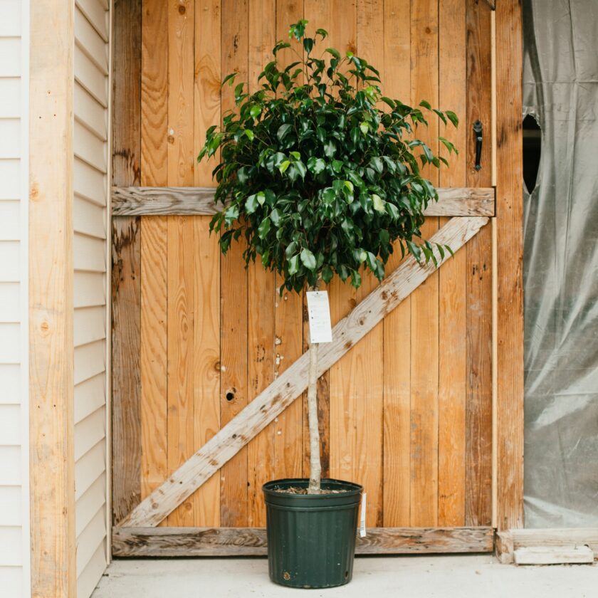 Ficus, Midnight - Campbell's Nursery