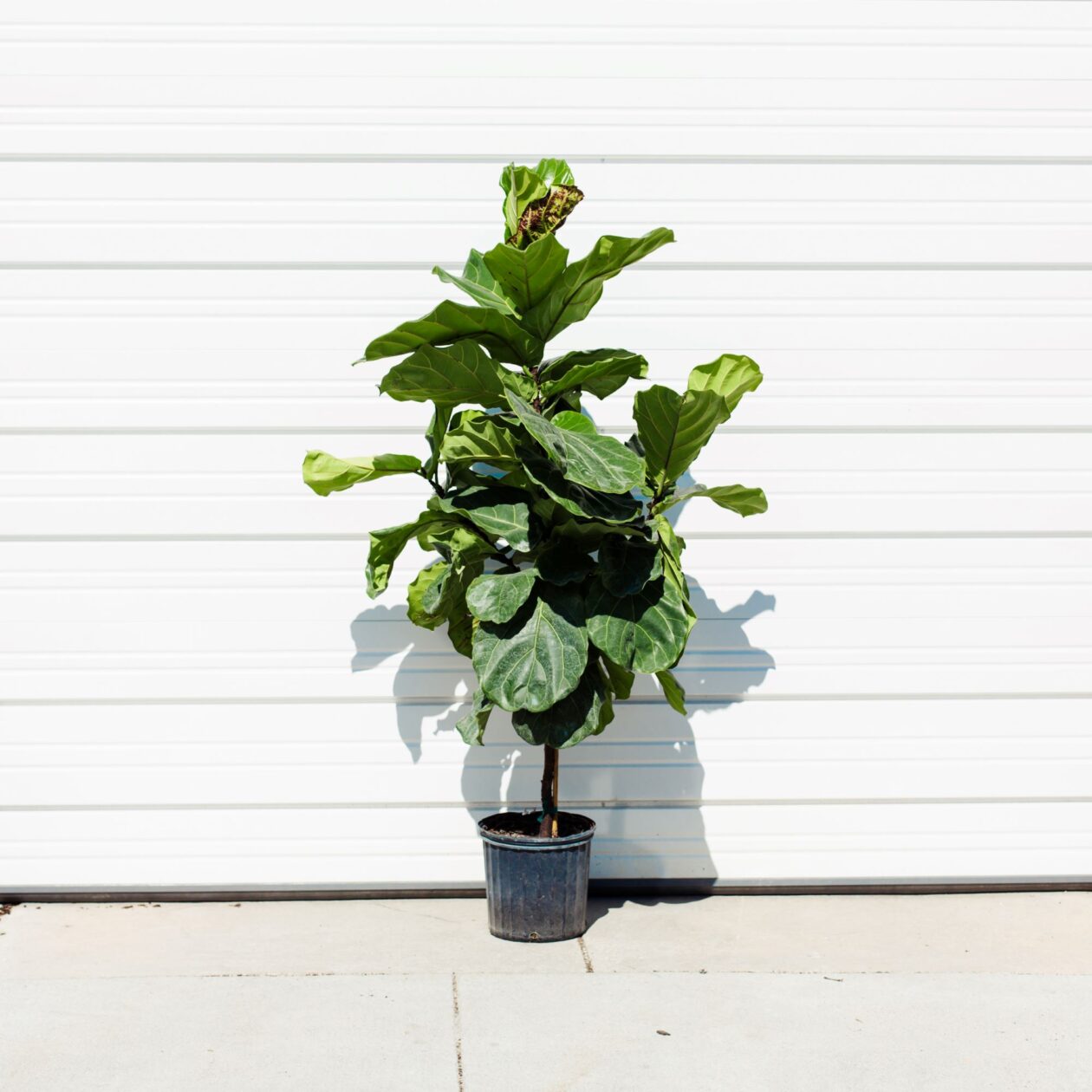 Fiddle Leaf Fig, Standard - Campbell's Nursery