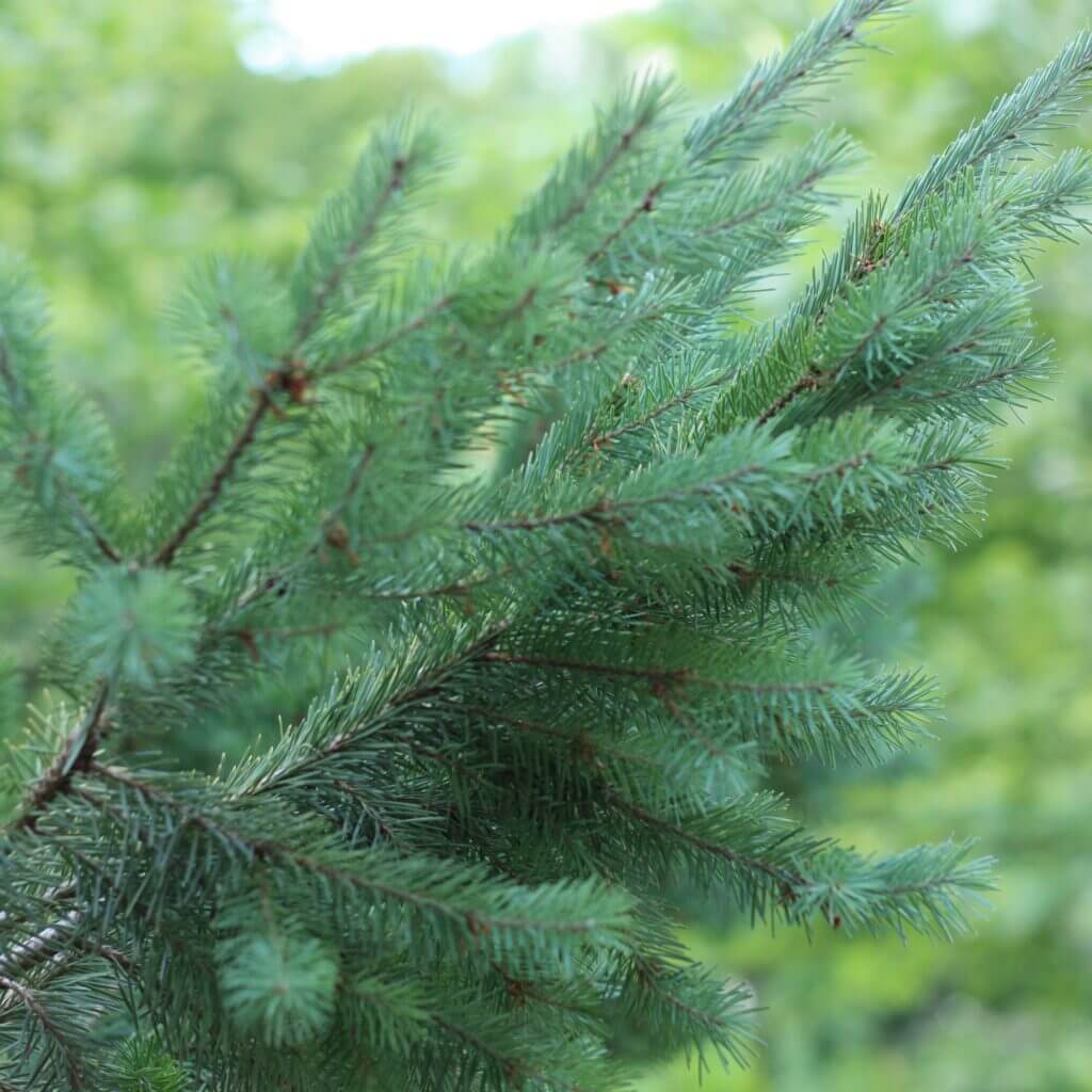 Douglasfir - Campbell's Nursery
