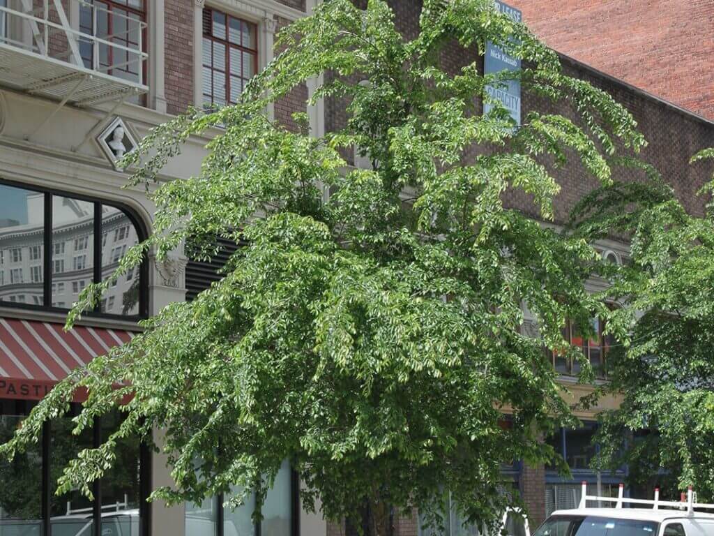 Elm, Frontier - Campbell's Nursery Elm, Frontier - Campbell's Nursery
