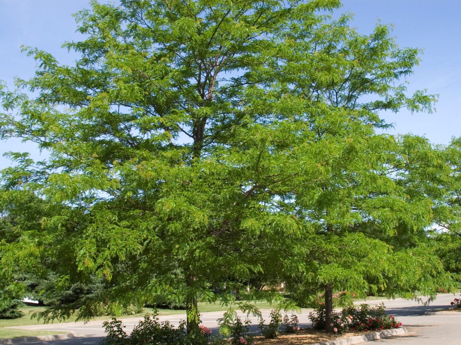 Honeylocust, Shademaster - Campbell's Nursery