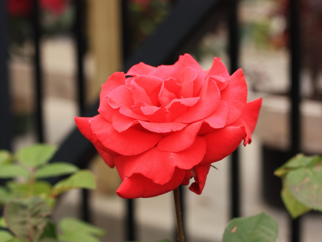 Hybrid Tea Rose, Let Freedom Ring - Campbell's Nursery