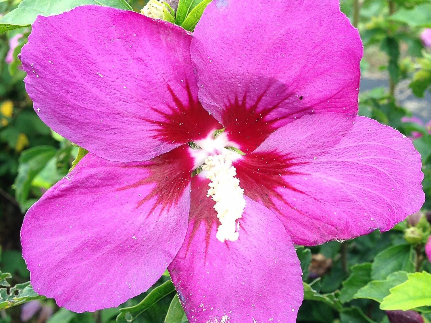 Althea, Lil' Kim Violet - Campbell's Nursery