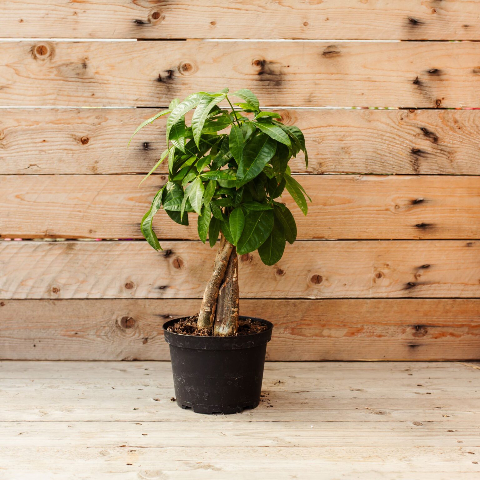 Fortune Tree - Campbell's Nursery