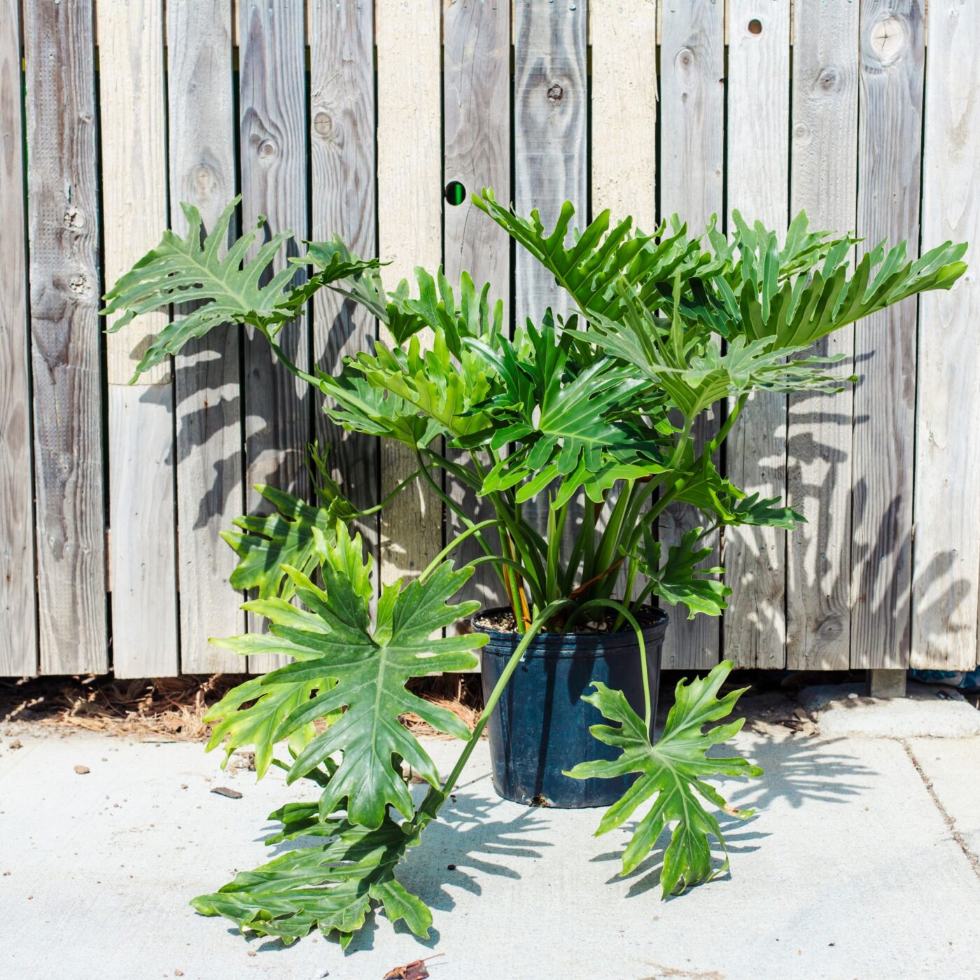 Philodendron, Selloum - Campbell's Nursery