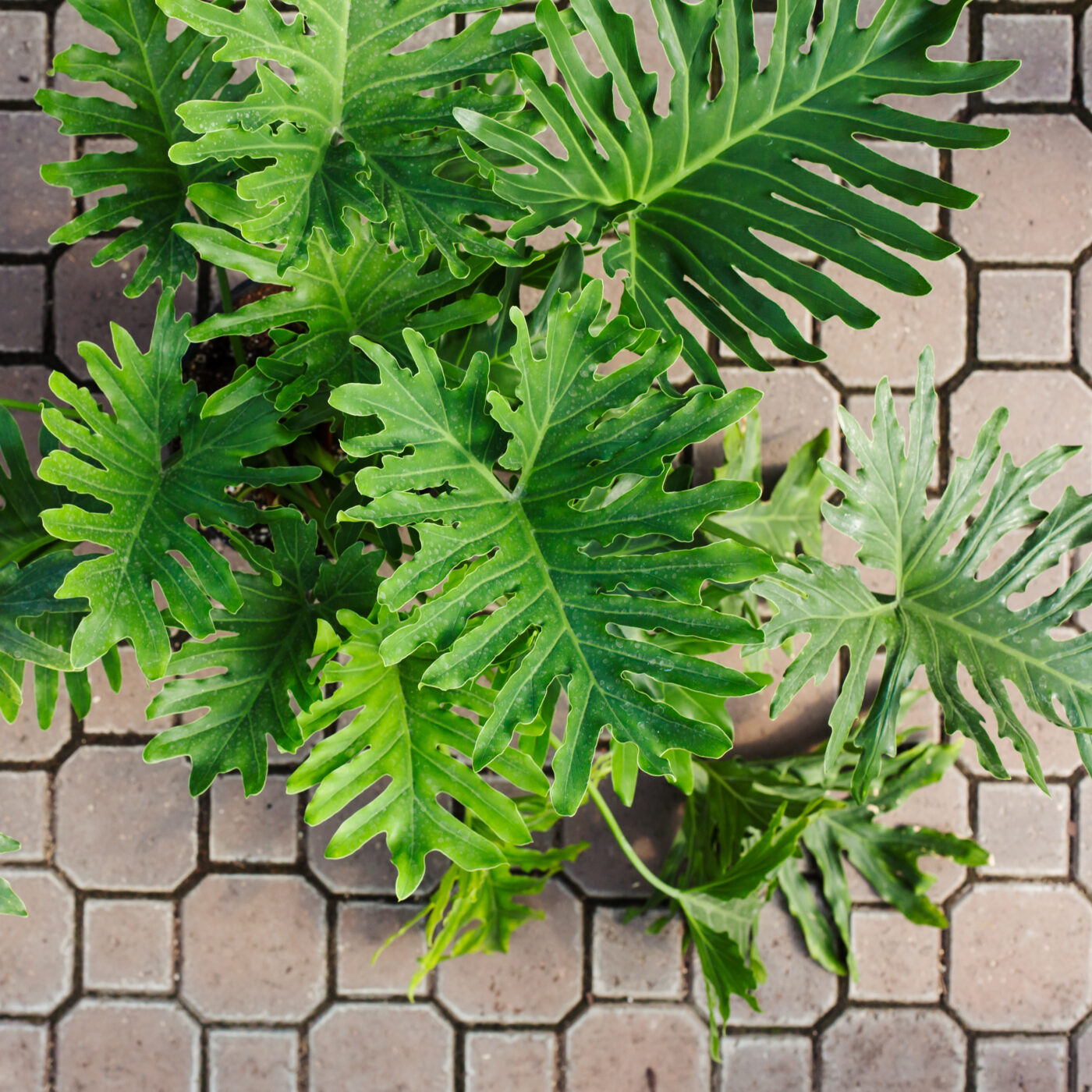 Philodendron, Selloum - Campbells Nursery
