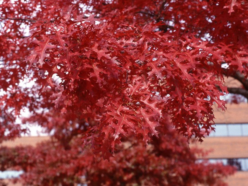 Oak, Scarlet - Campbell's Nursery
