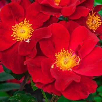 Shrub Rose, Top Gun - Campbell's Nursery