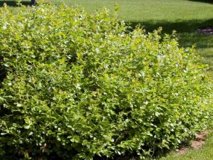 Sumac, Gro-Low - Campbell's Nursery