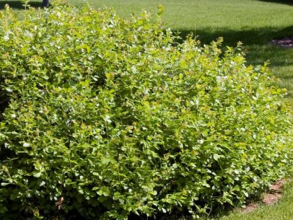 Sumac, Gro-Low - Campbell's Nursery