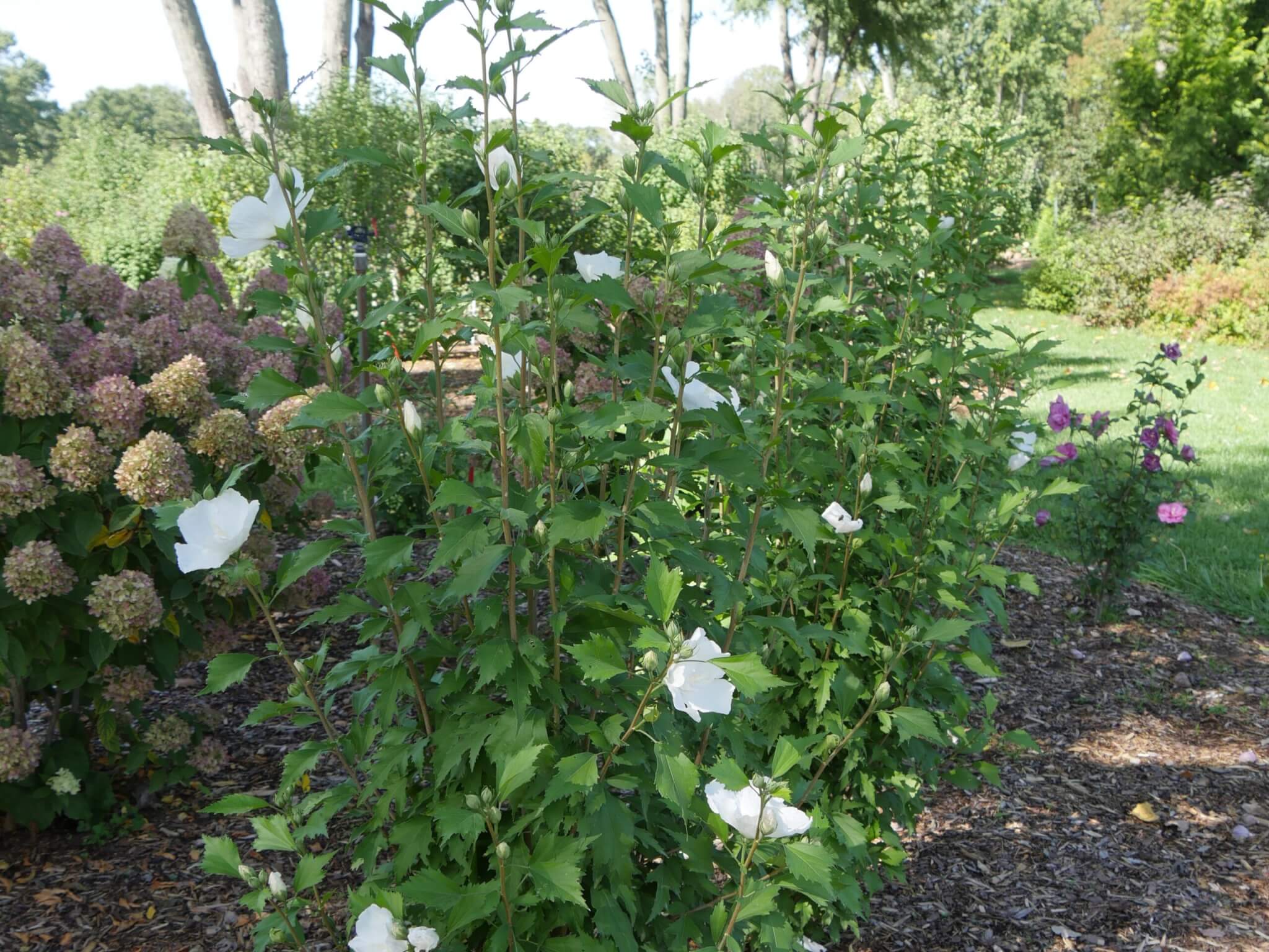 Althea, White Pillar - Campbell's Nursery