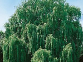 Willow, Weeping Niobe - Campbell's Nursery