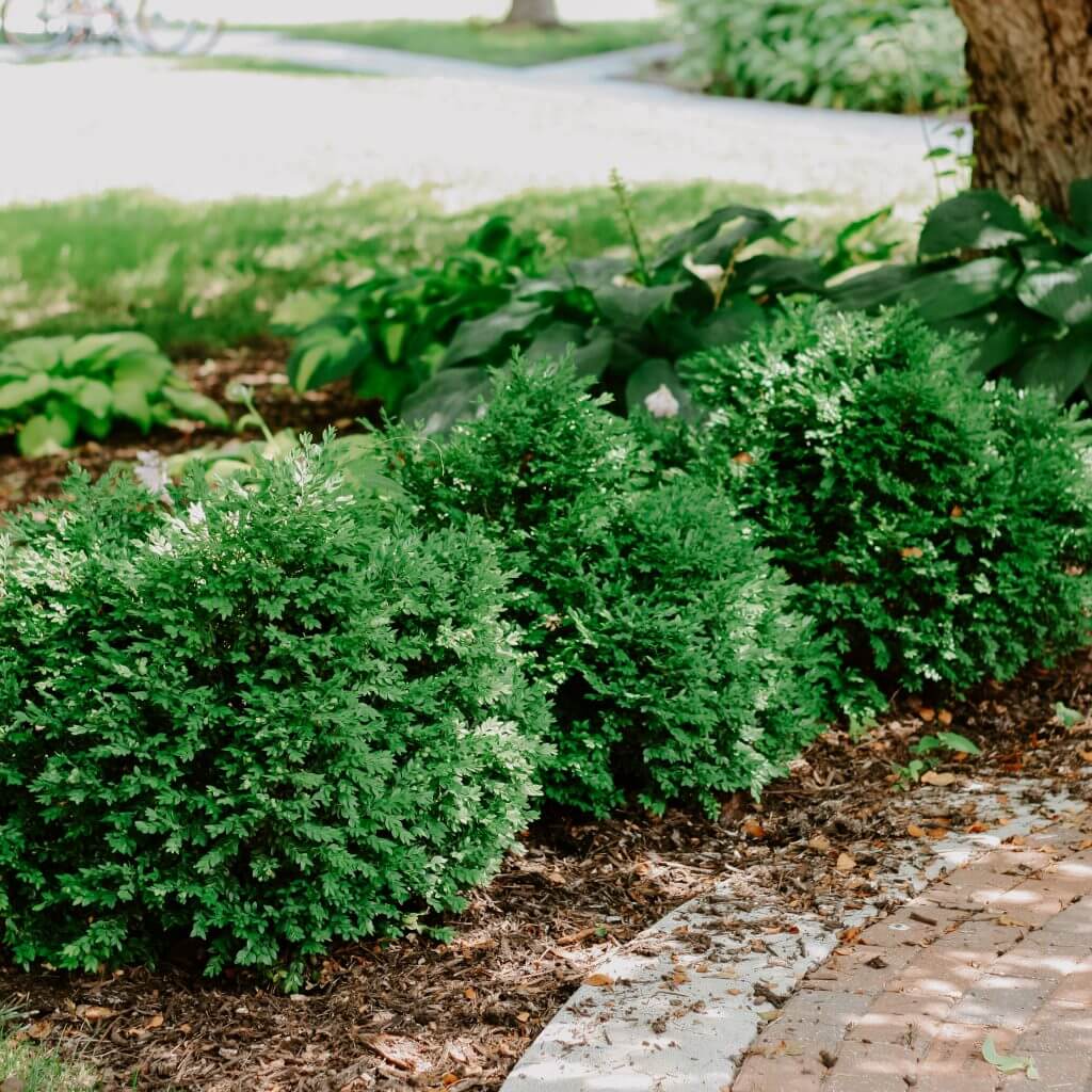 New for 2019: Shrubs - Campbell's Nursery