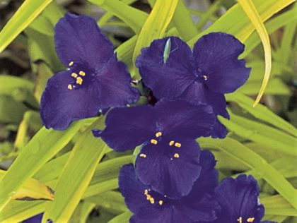 Spiderwort, Blue & Gold - Campbell's Nursery