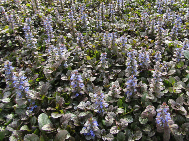 Ajuga, Bronze Beauty - Campbell's Nursery