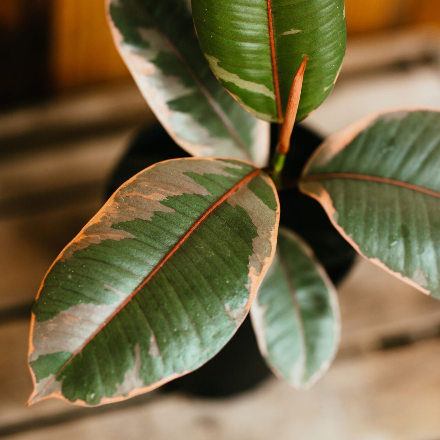 Rubber Plant, Ruby - Campbell's Nursery
