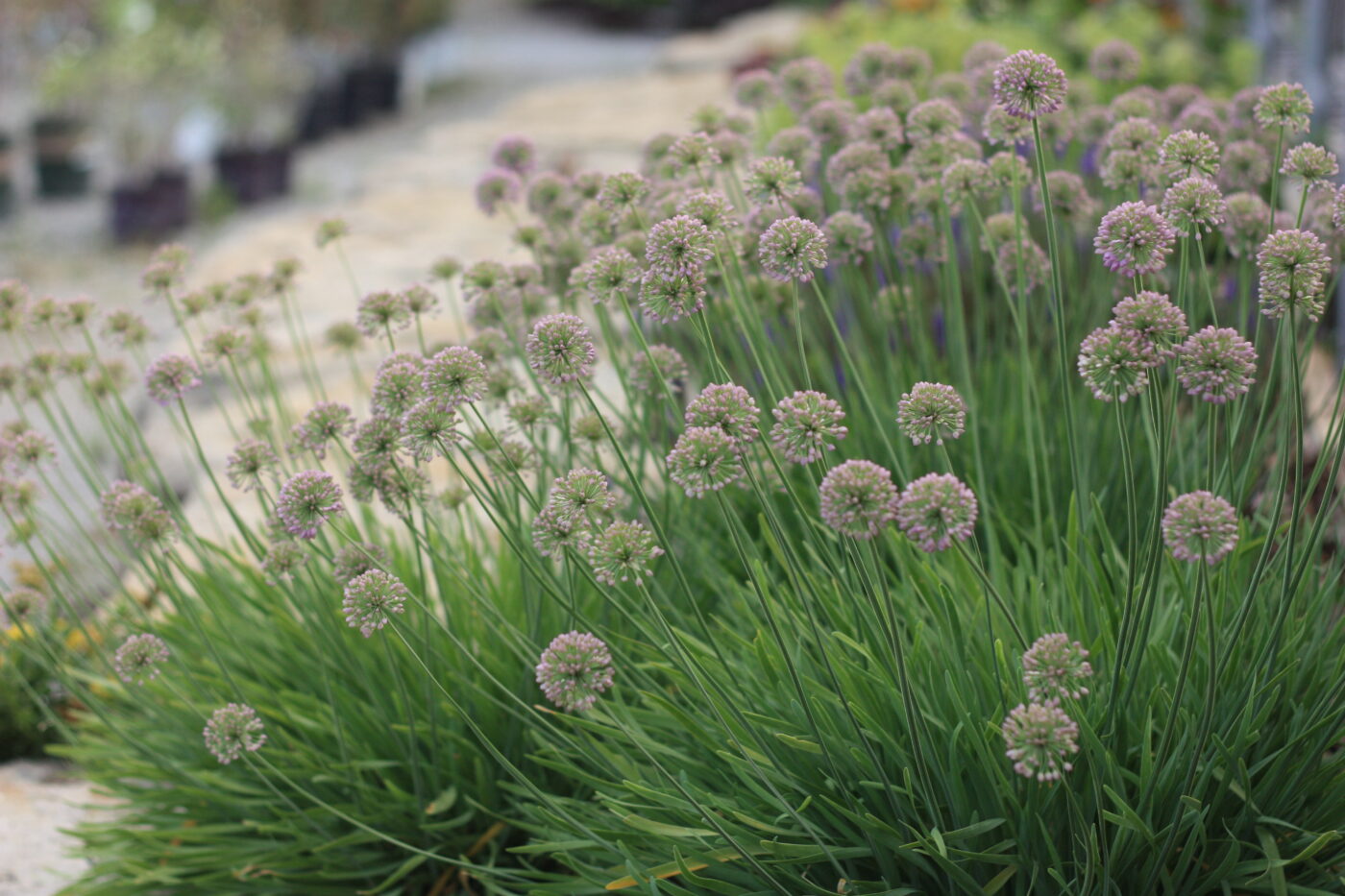 Allium, Medusa - Campbell's Nursery