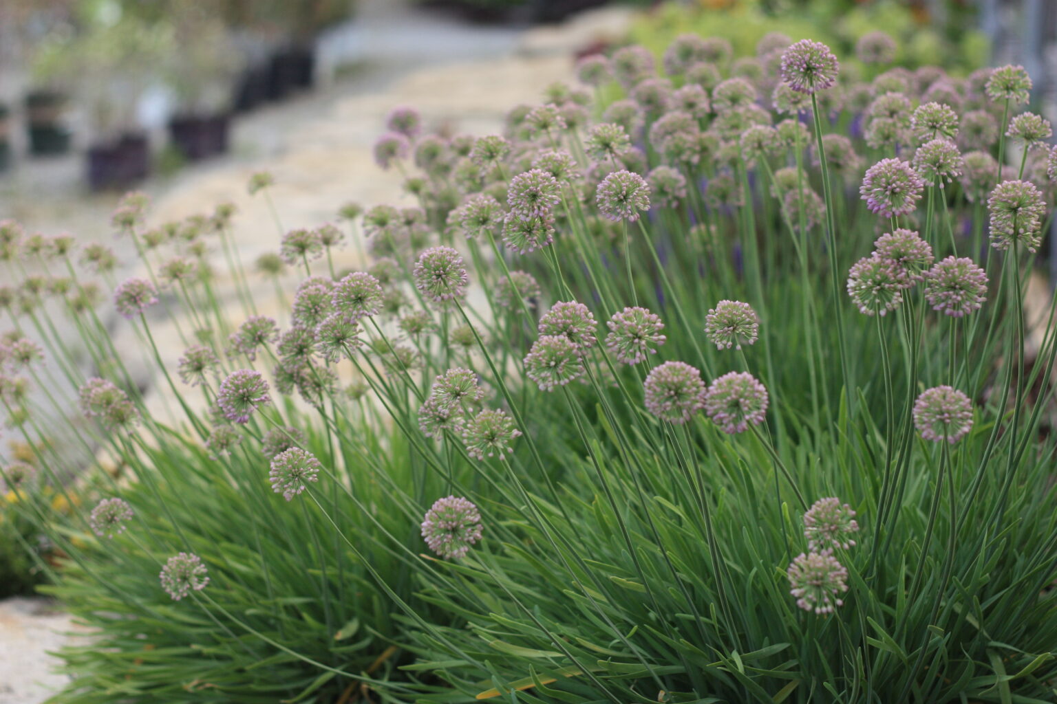 Allium, Medusa - Campbell's Nursery