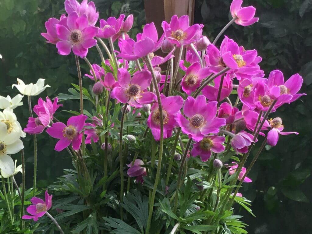 Anemone, 'Spring Beauty Pink' - Campbell's Nursery
