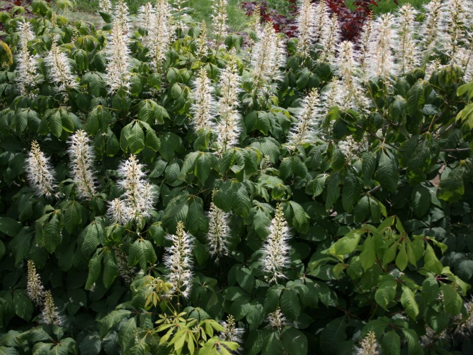 Buckeye, Bottlebrush - Campbell's Nursery
