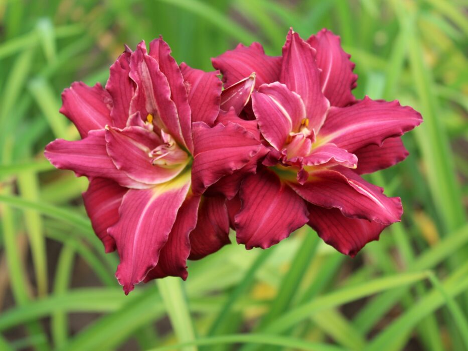 Daylily, Double Pardon Me - Campbell's Nursery
