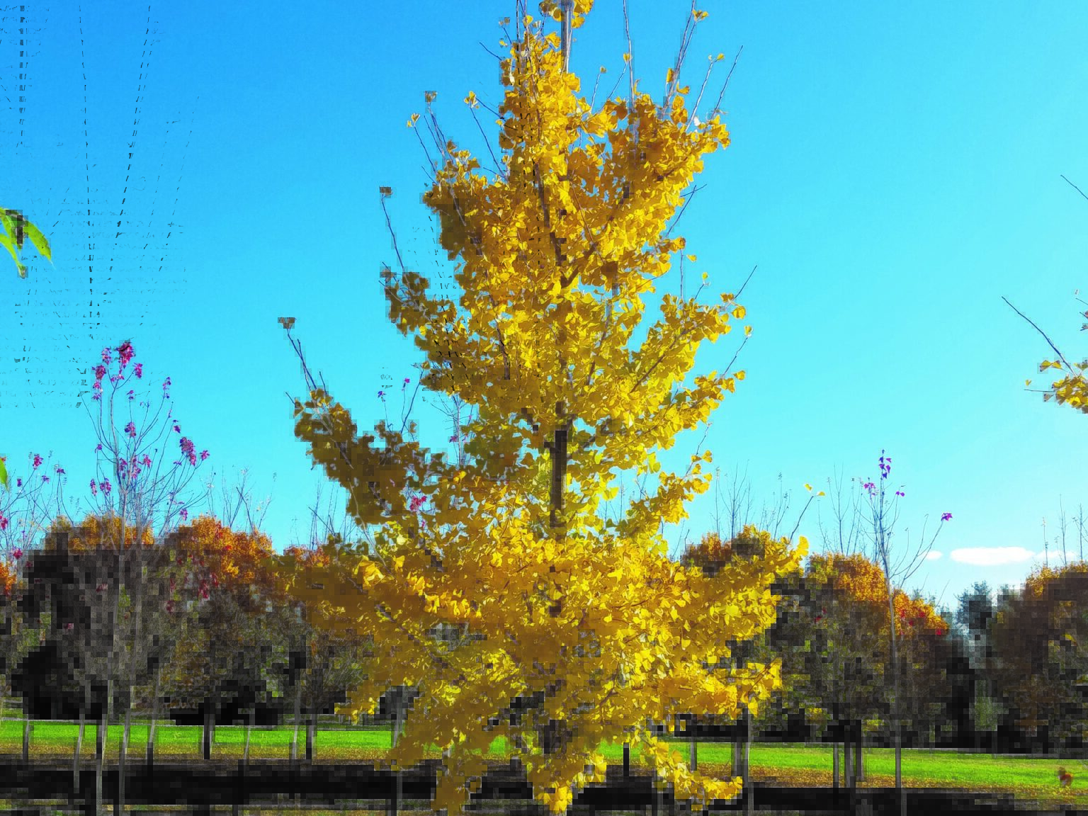 Ginkgo, Princeton Sentry - Campbell's Nursery