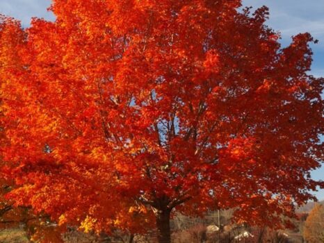 Maple, Hybrid Norwegian Sunset - Campbell's Nursery