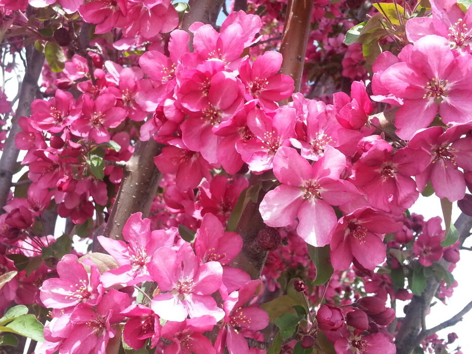 Crabapple, Red Baron - Campbell's Nursery