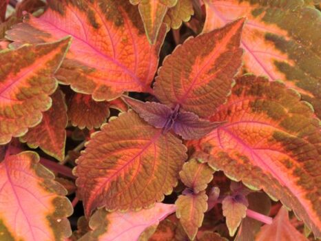 Coleus, Main Street Sunset Boulevard - Campbell's Nursery