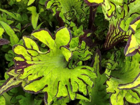 Coleus, Main Street Rodeo Drive - Campbell's Nursery