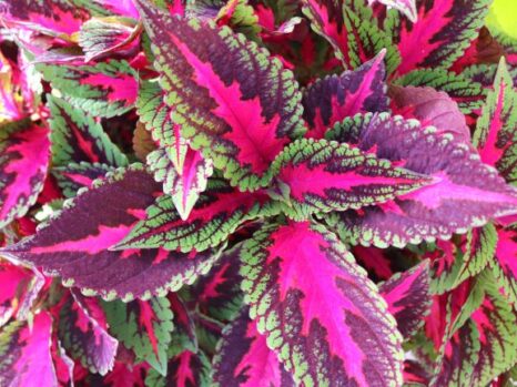 Coleus, Main Street Ruby Road - Campbell's Nursery