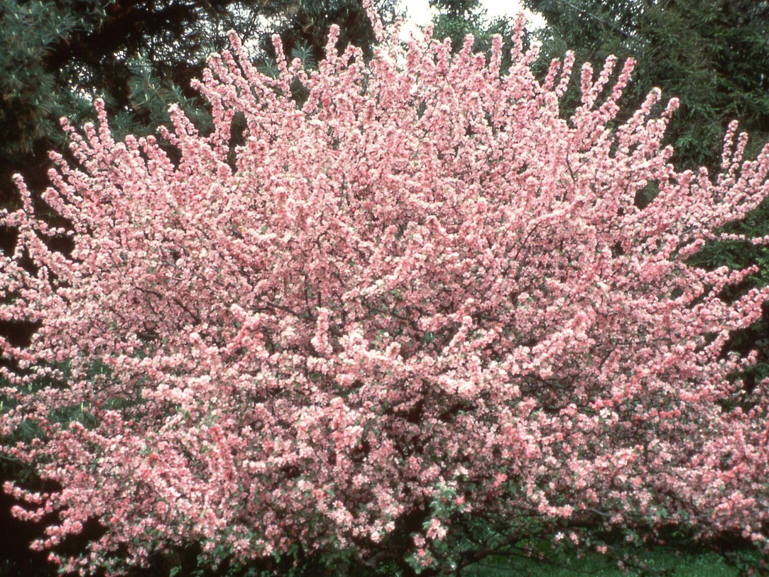 Crabapple, Adams - Campbell's Nursery