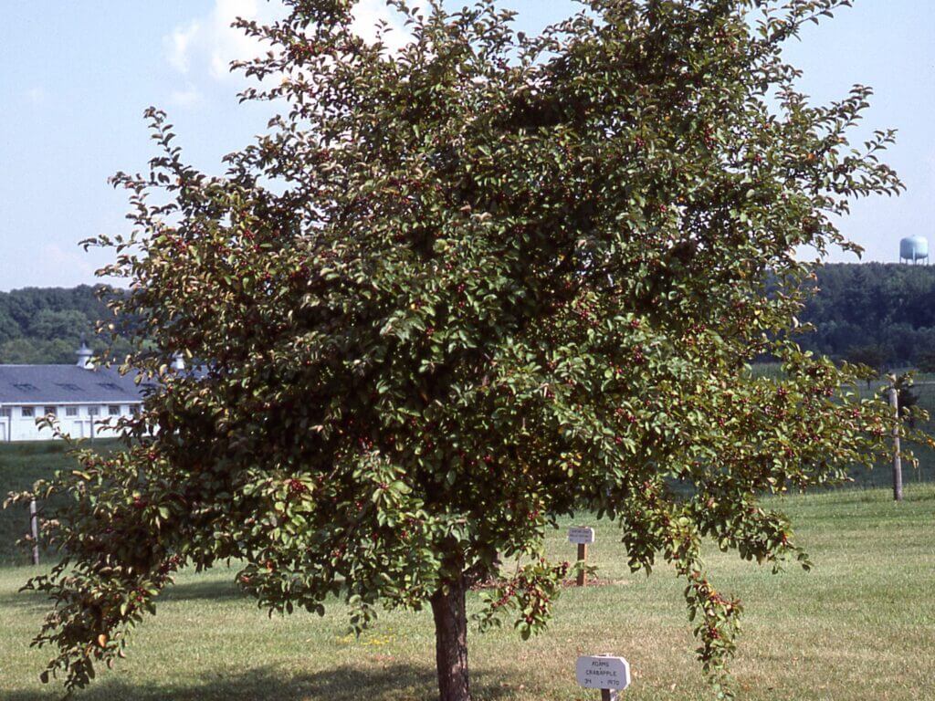 Crabapple, Adams - Campbell's Nursery
