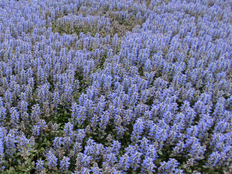 Ajuga, Chocolate Chip - Campbell's Nursery