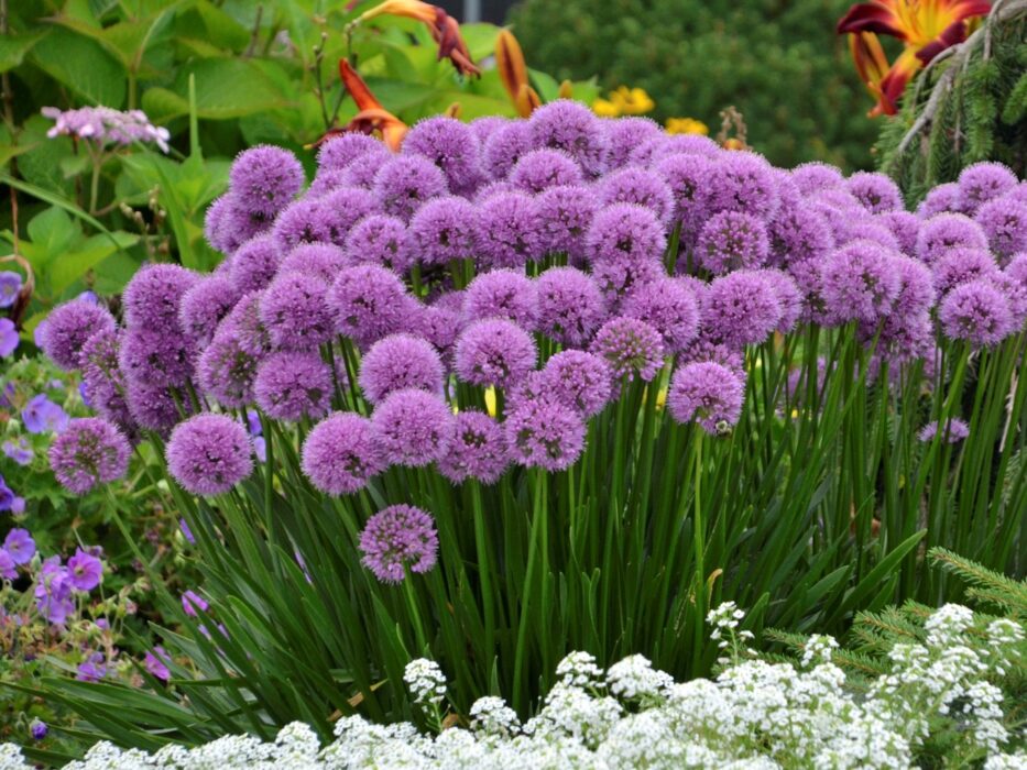 Allium, Millenium - Campbell's Nursery